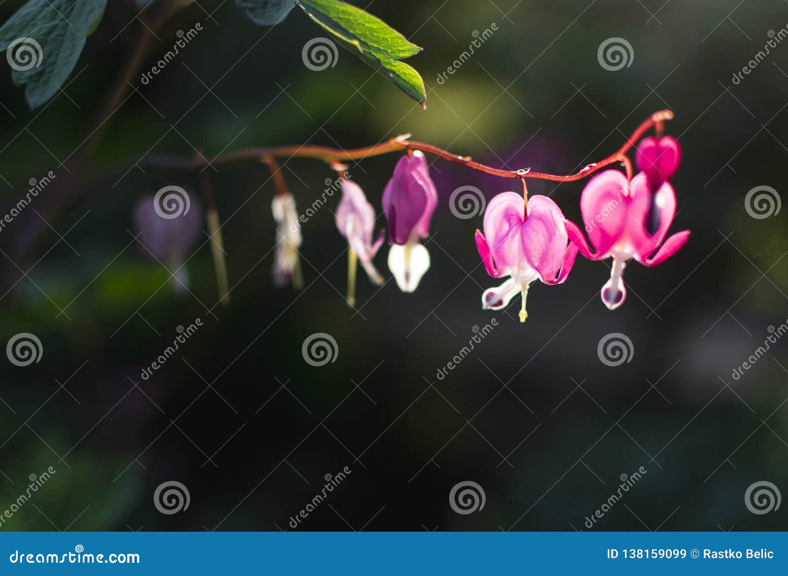 Pink Bleeding Heart Flowers Bloom in the Spring Stock Image - Image of ...