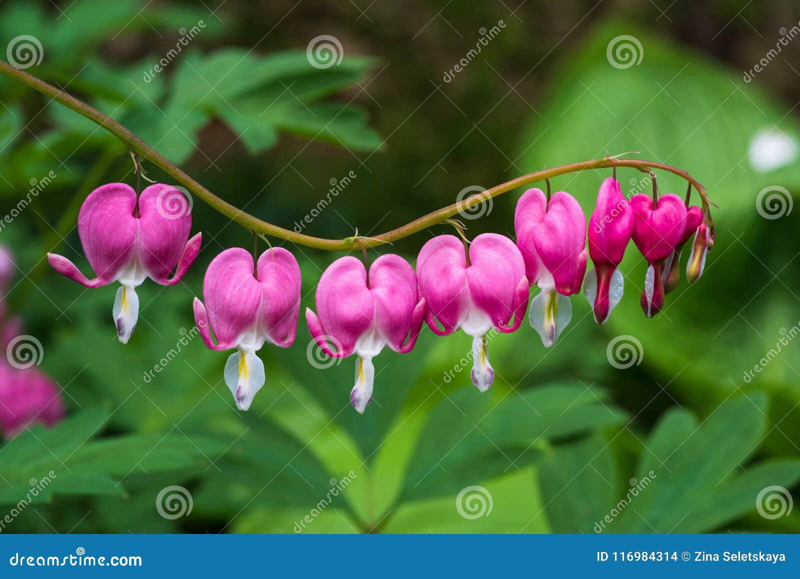Pink Bleeding Hearts Flower Blooming in the Spring Garden Stock Photo ...