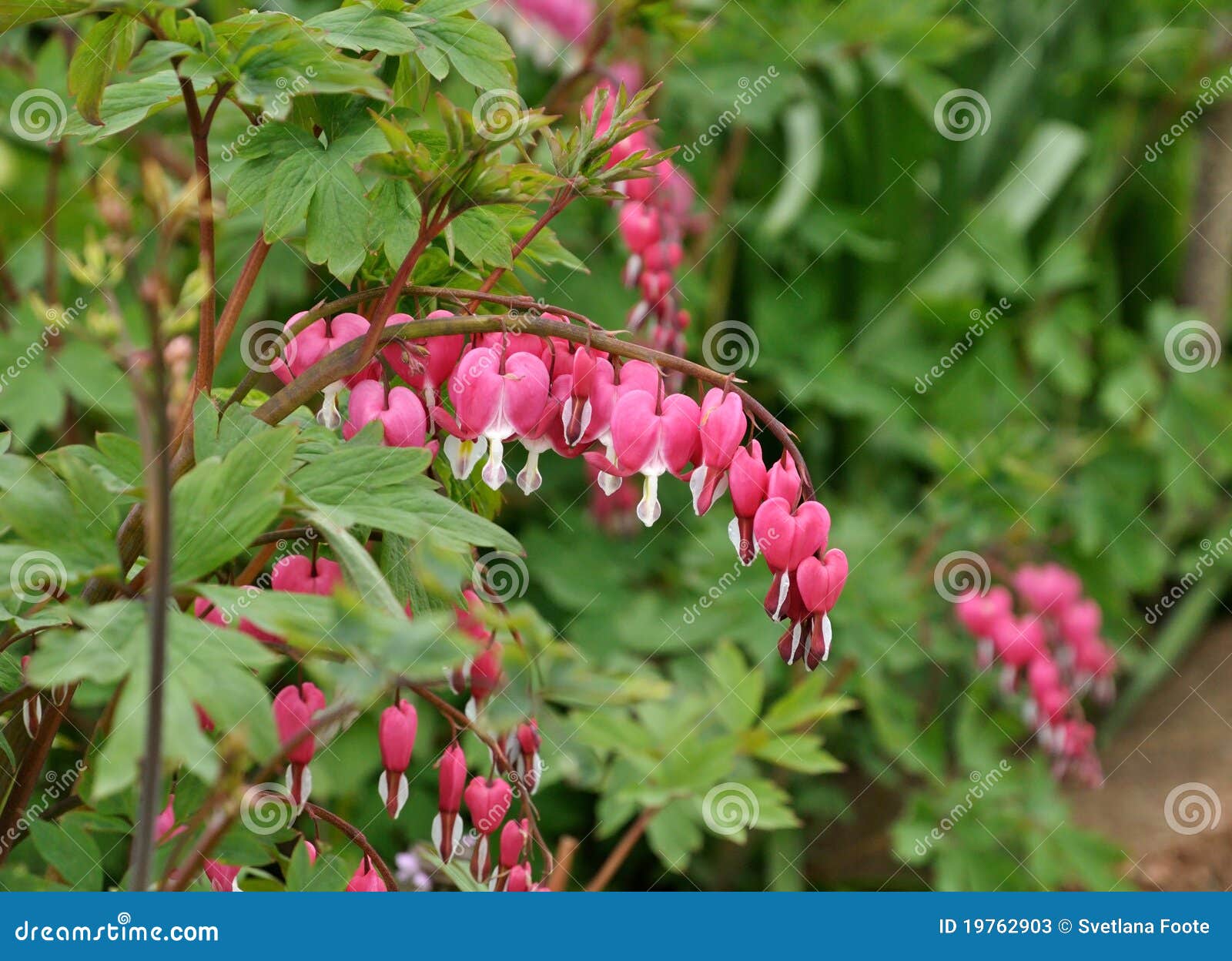 Pink Bleeding Hearts Flowers Stock Image - Image of pink, green: 19762903
