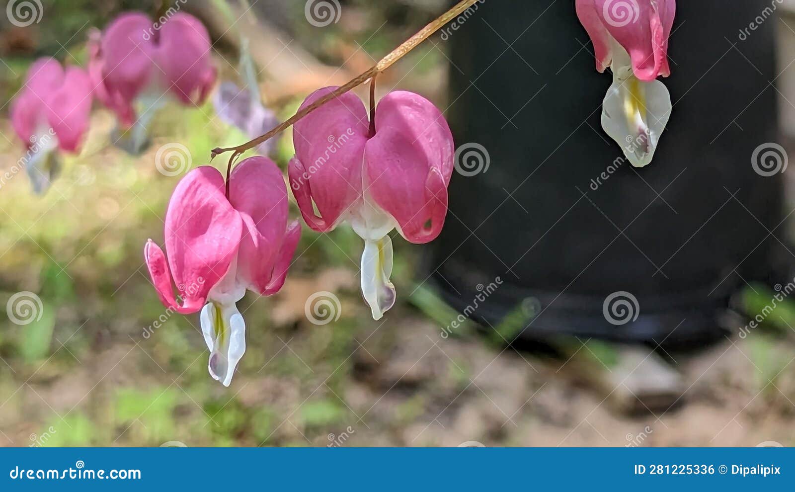 Pink Bleeding Hearts Flowers Stock Photo - Image of scientific ...