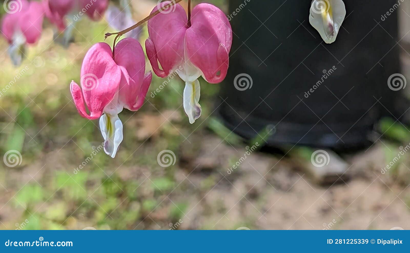 Pink Bleeding Hearts Flowers Stock Image - Image of heartsdicentra ...