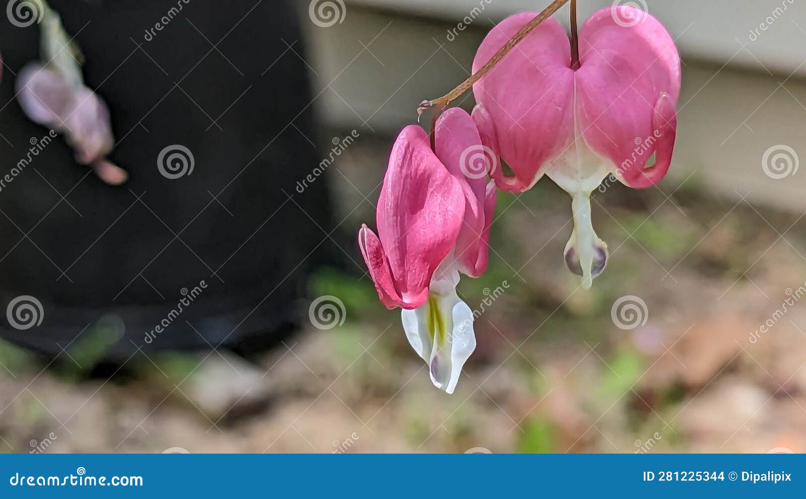 Pink Bleeding Hearts Flowers Stock Photo - Image of flowers ...