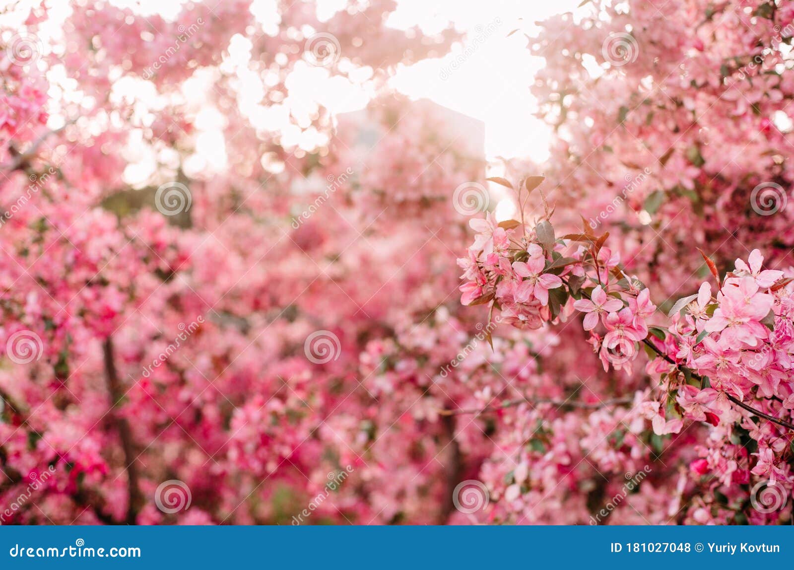 Pink Bloom Sakura Tree Close Up Spring Stock Photo - Image of nature ...