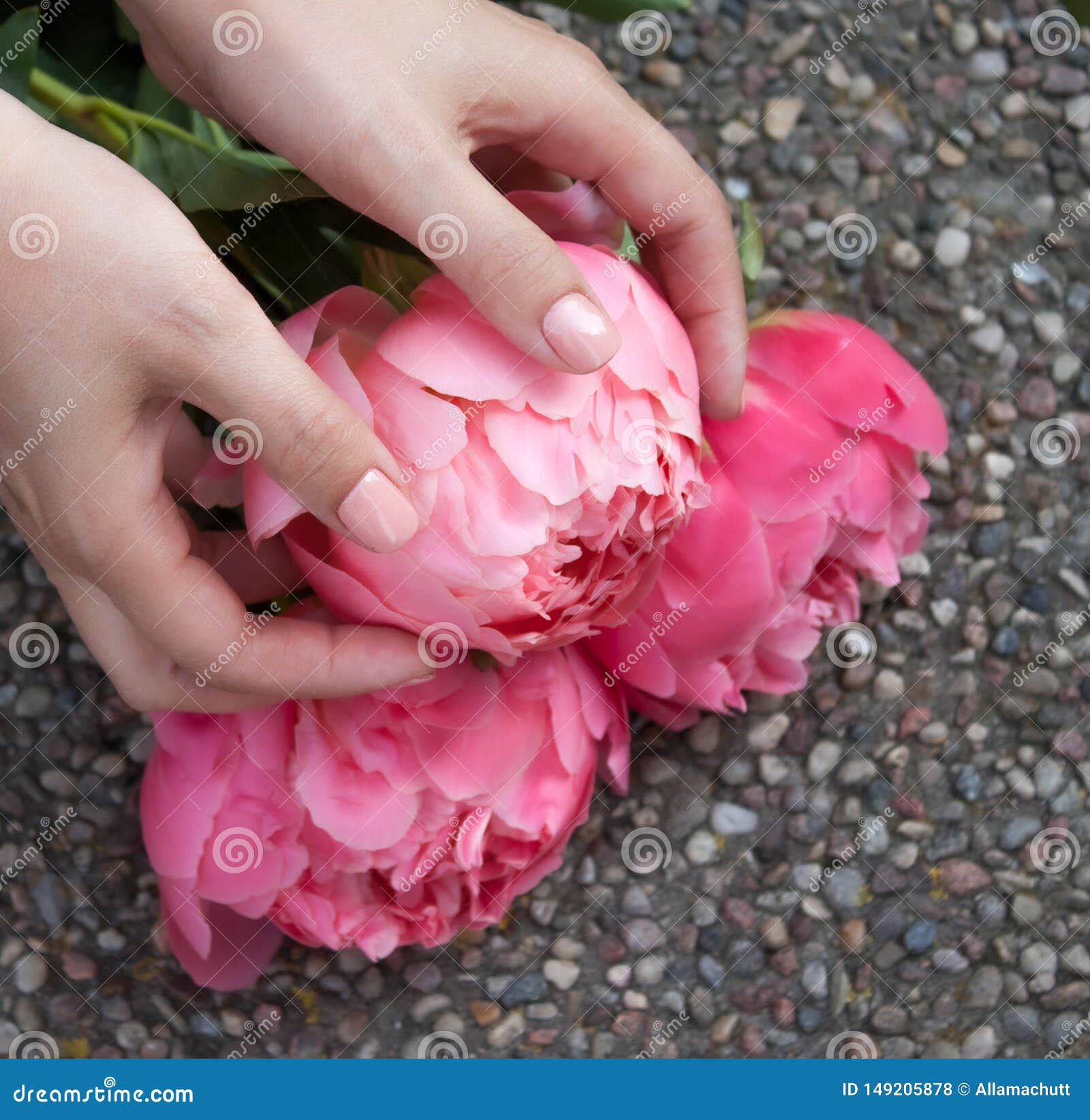 Pink Bloomed Peony in Hands. Stock Photo - Image of fresh, feminine ...