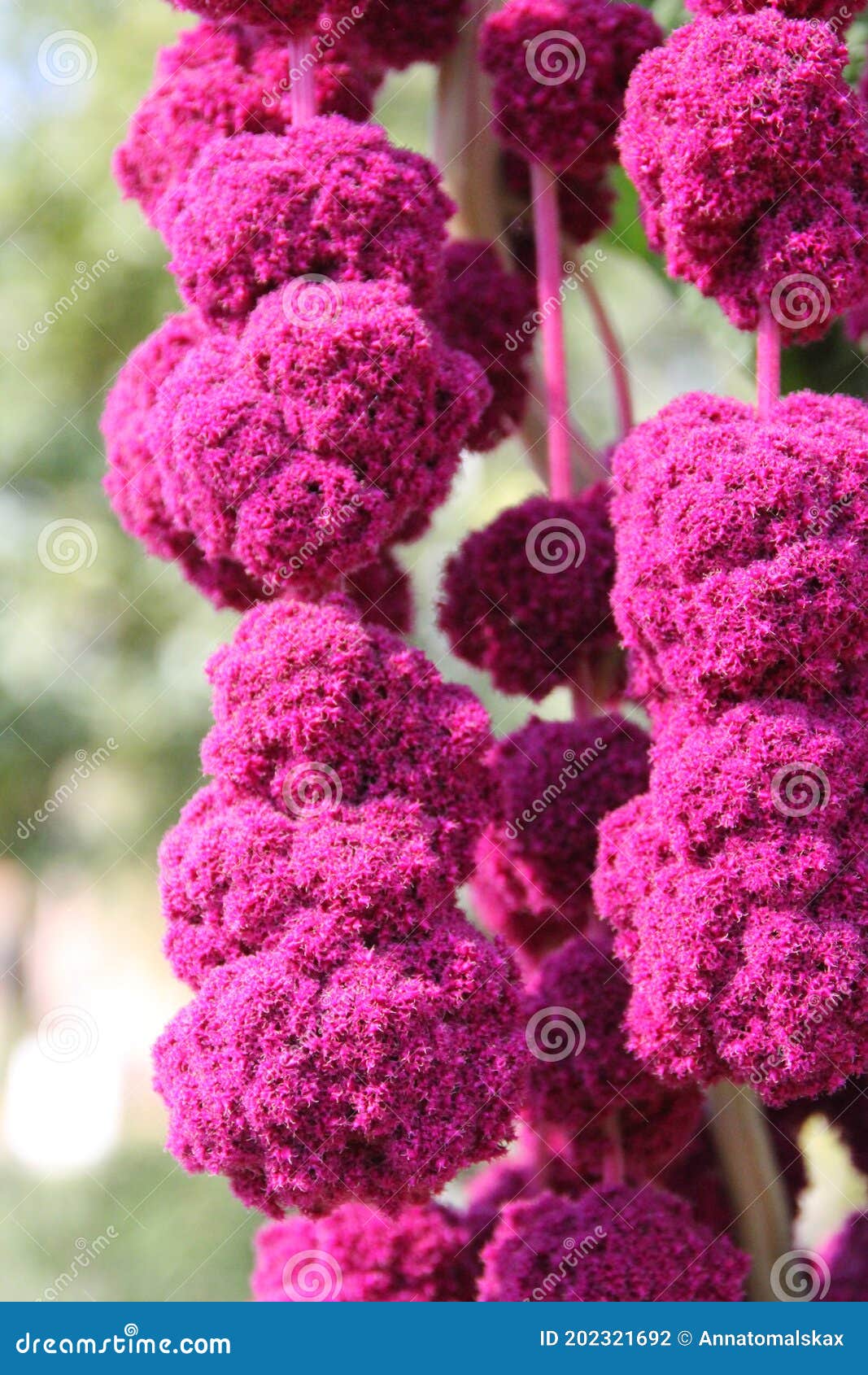 Pink Blooming Amaranth Flower with Pollen and Petals Stock Photo ...