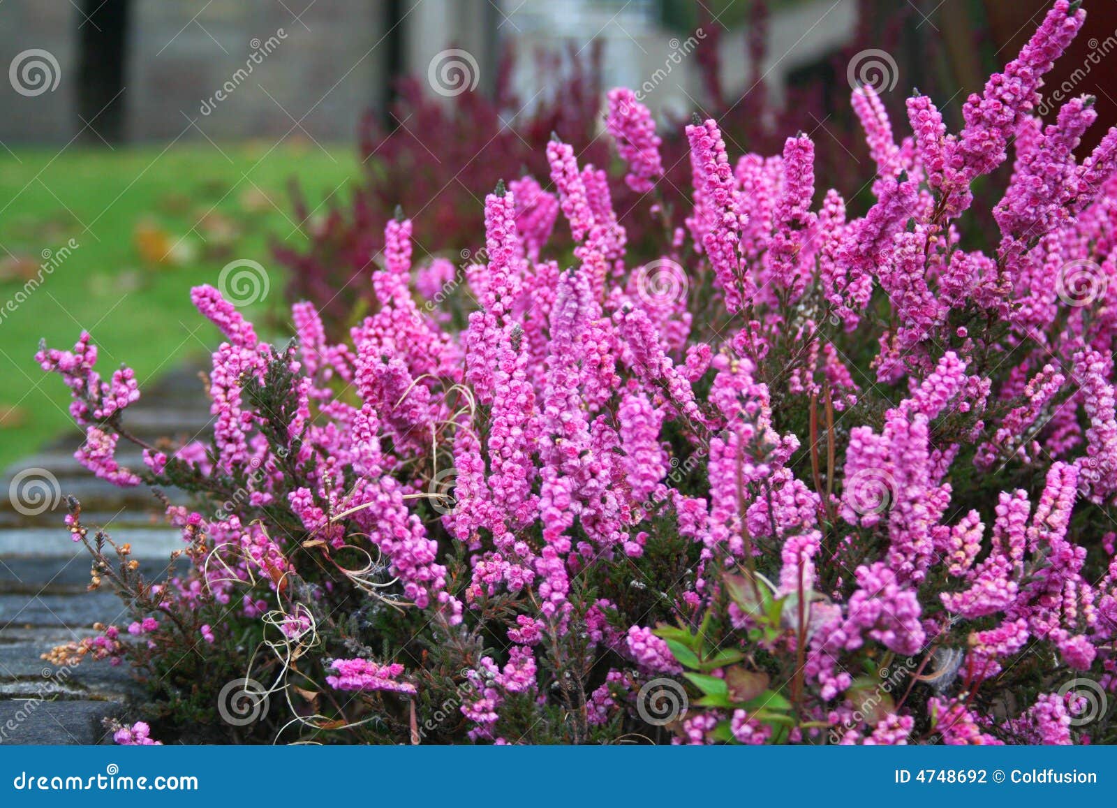 Pink Blooming of the Beautiful Heather Stock Photo - Image of perfume ...
