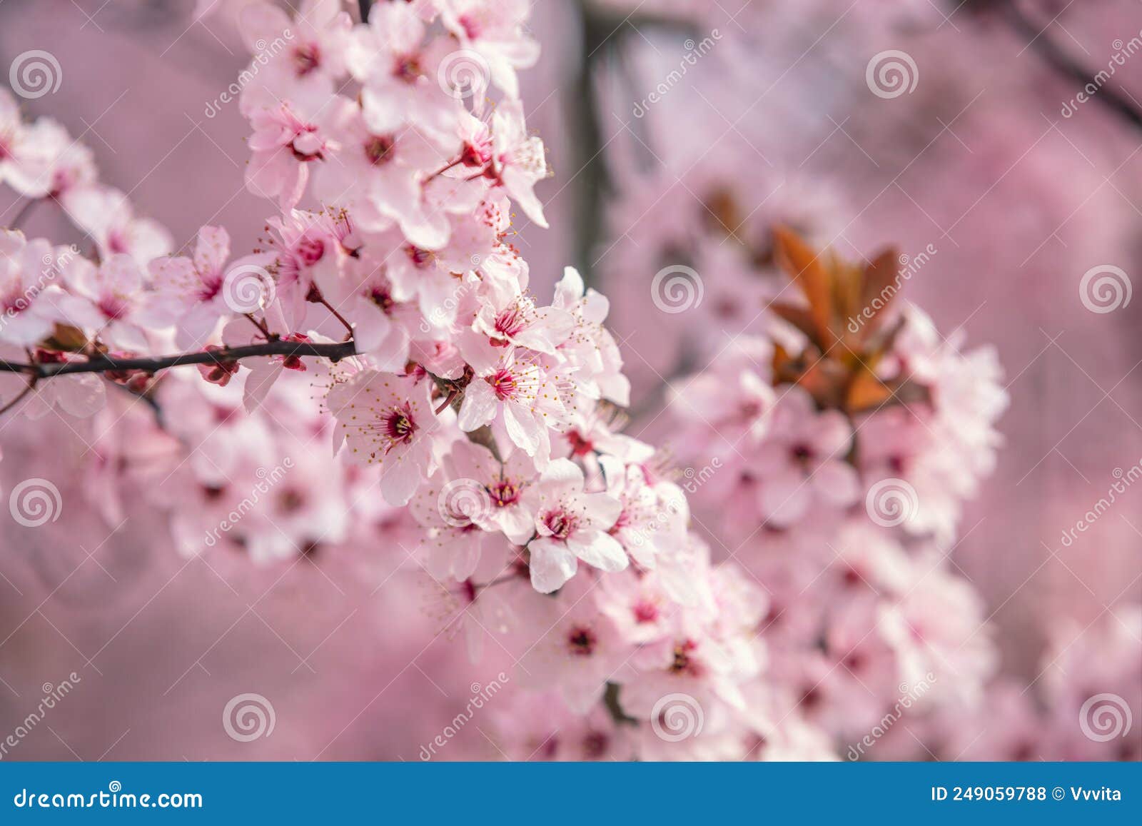 Pink Blooming Cherry Tree Branch. Cherry Orchard Stock Photo - Image of ...