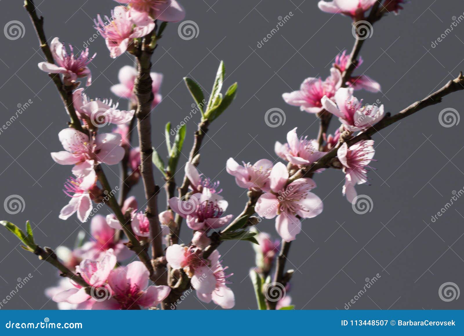 Pink Blooming Flowers of Nectarine Tree in Springtime in Selective ...
