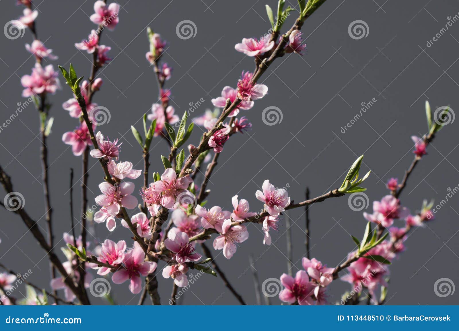 Pink Blooming Flowers of Nectarine Tree in Springtime in Selective ...