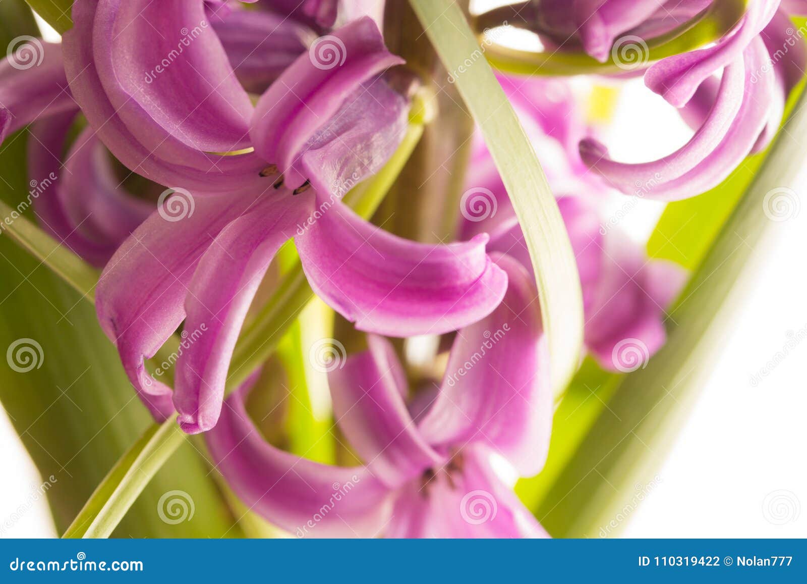 Pink blooming hyacinth stock photo. Image of park, jacinth - 110319422