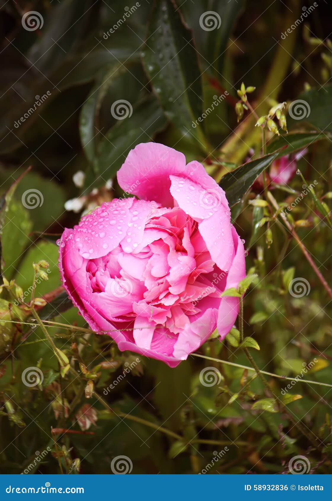 Pink Blooming Peony Flower in Sunlight. Stock Photo - Image of fragrant ...