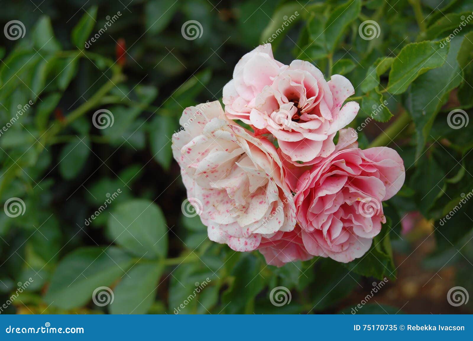 Pink blooming rose bush stock image. Image of fresh, background - 75170735