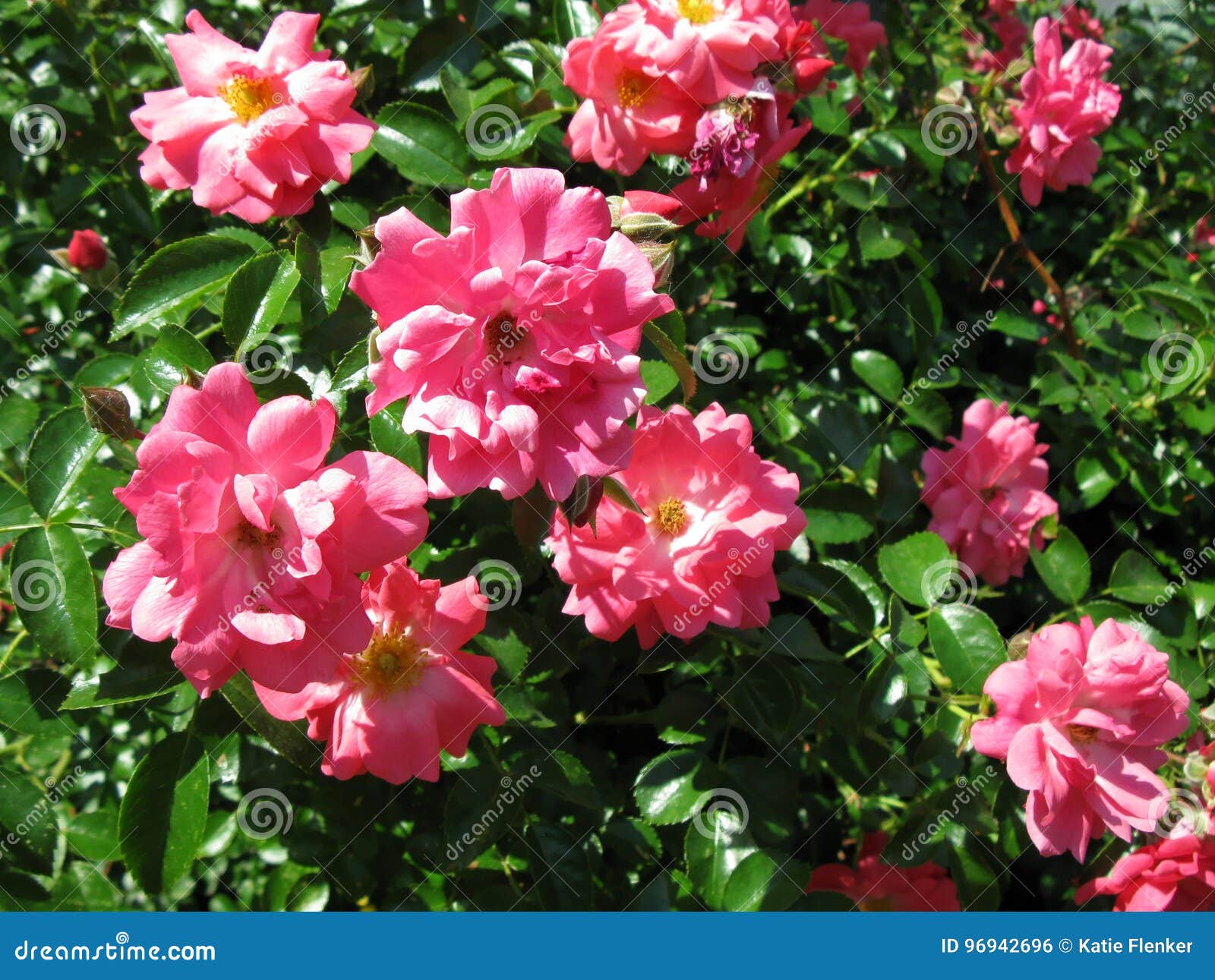 Pink blooming rose bush stock photo. Image of spring - 96942696