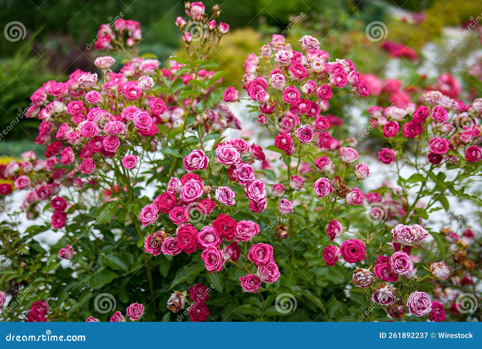 Pink Blooming Roses in the Garden Stock Image - Image of pink, blossom ...