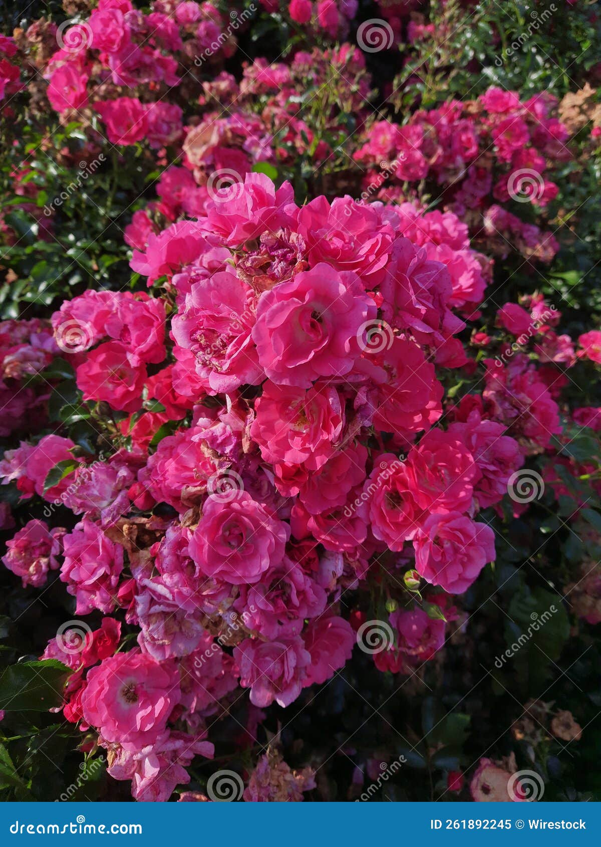 Pink Blooming Roses in the Garden Stock Image - Image of beauty, purple ...