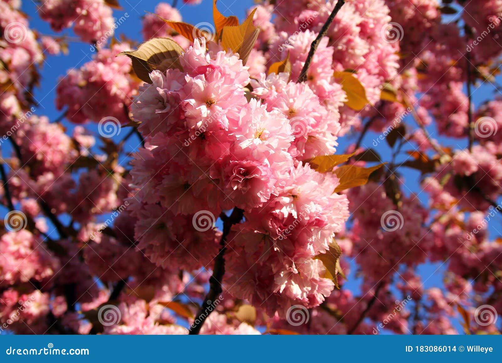 Pink Blooming Trees in Spring Stock Photo - Image of panorama ...
