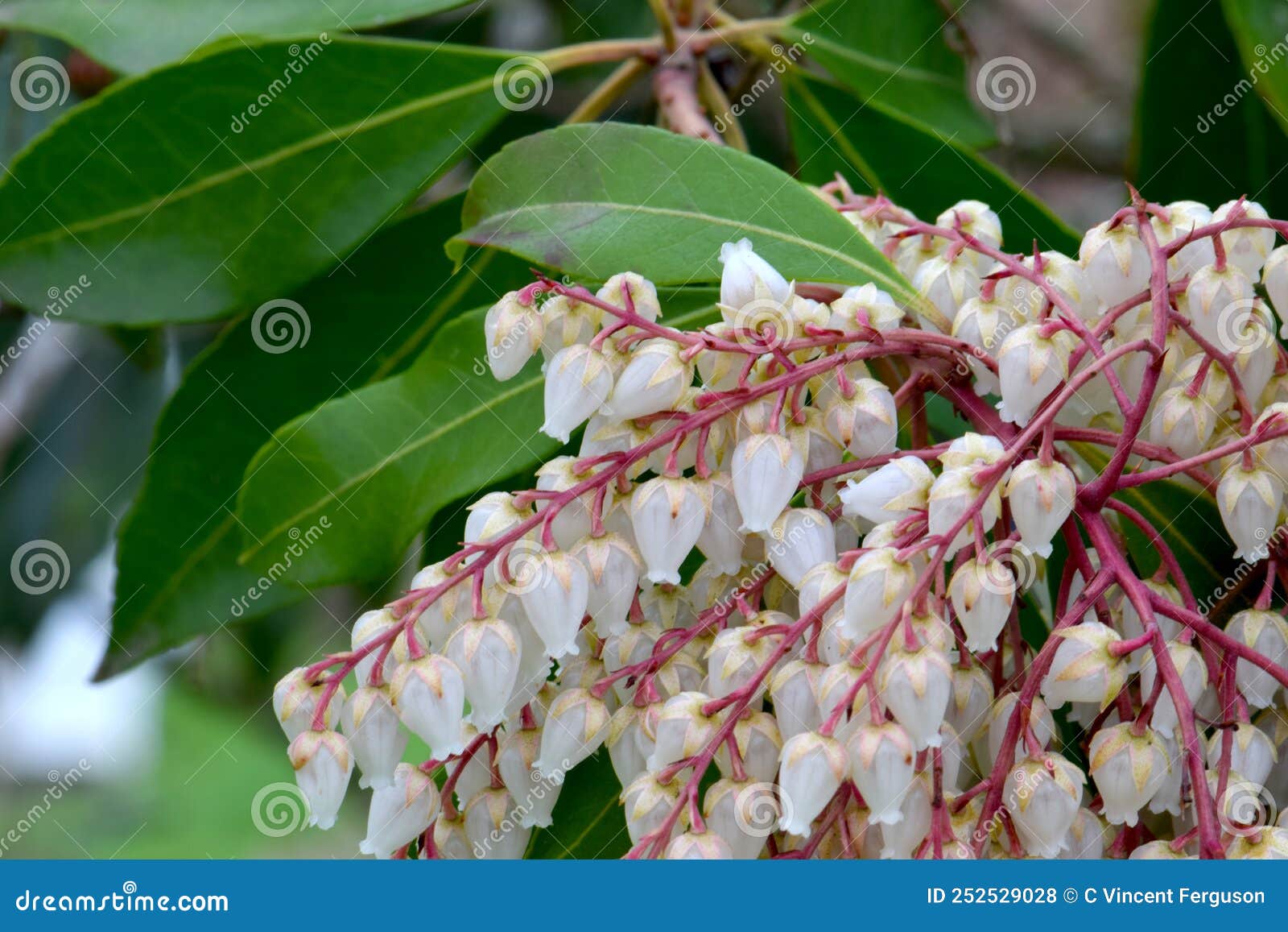 Pink Blossom Andromeda Flowers 02 Stock Photo - Image of leaves ...