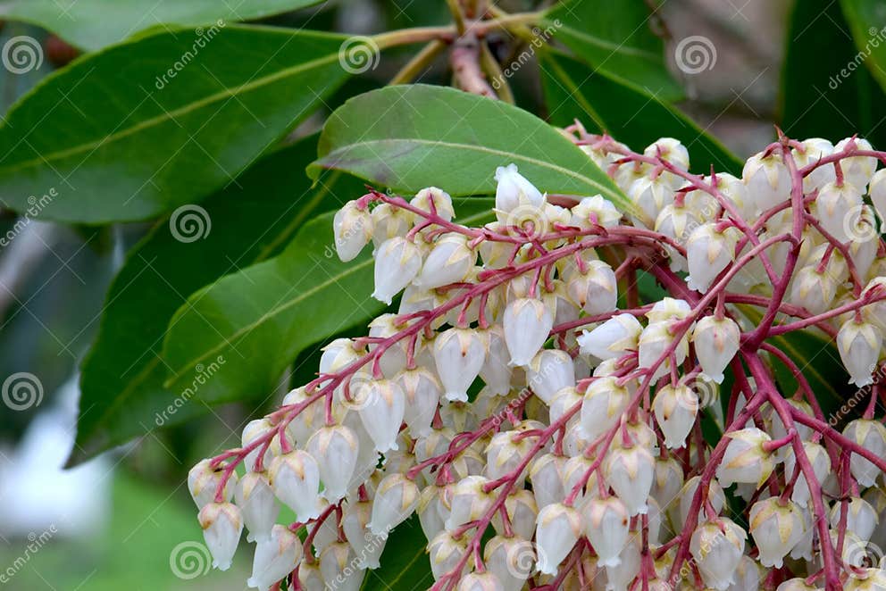 Pink Blossom Andromeda Flowers 02 Stock Photo - Image of leaves ...