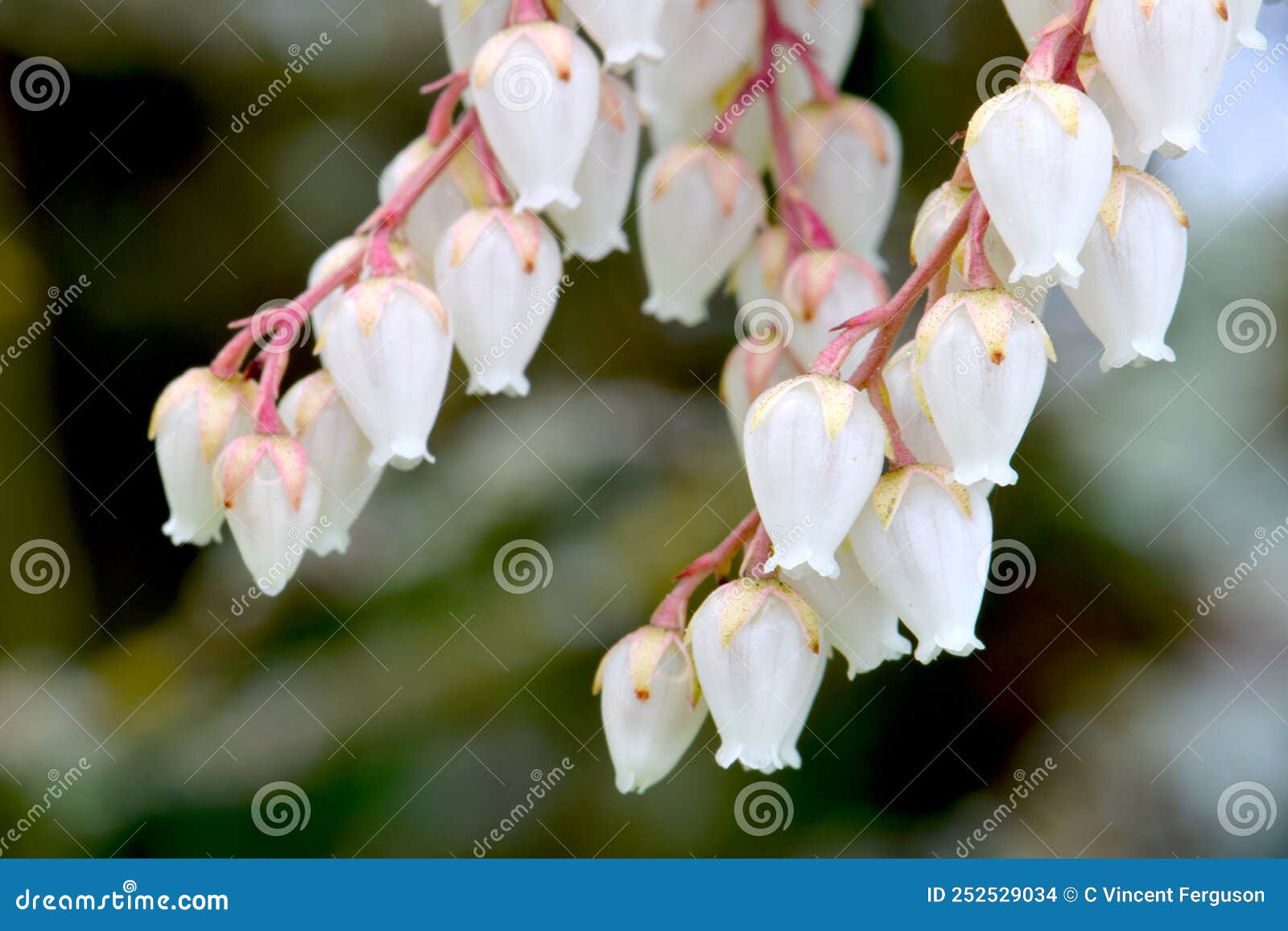 Pink Blossom Andromeda Flowers 05 Stock Photo - Image of wildflower ...