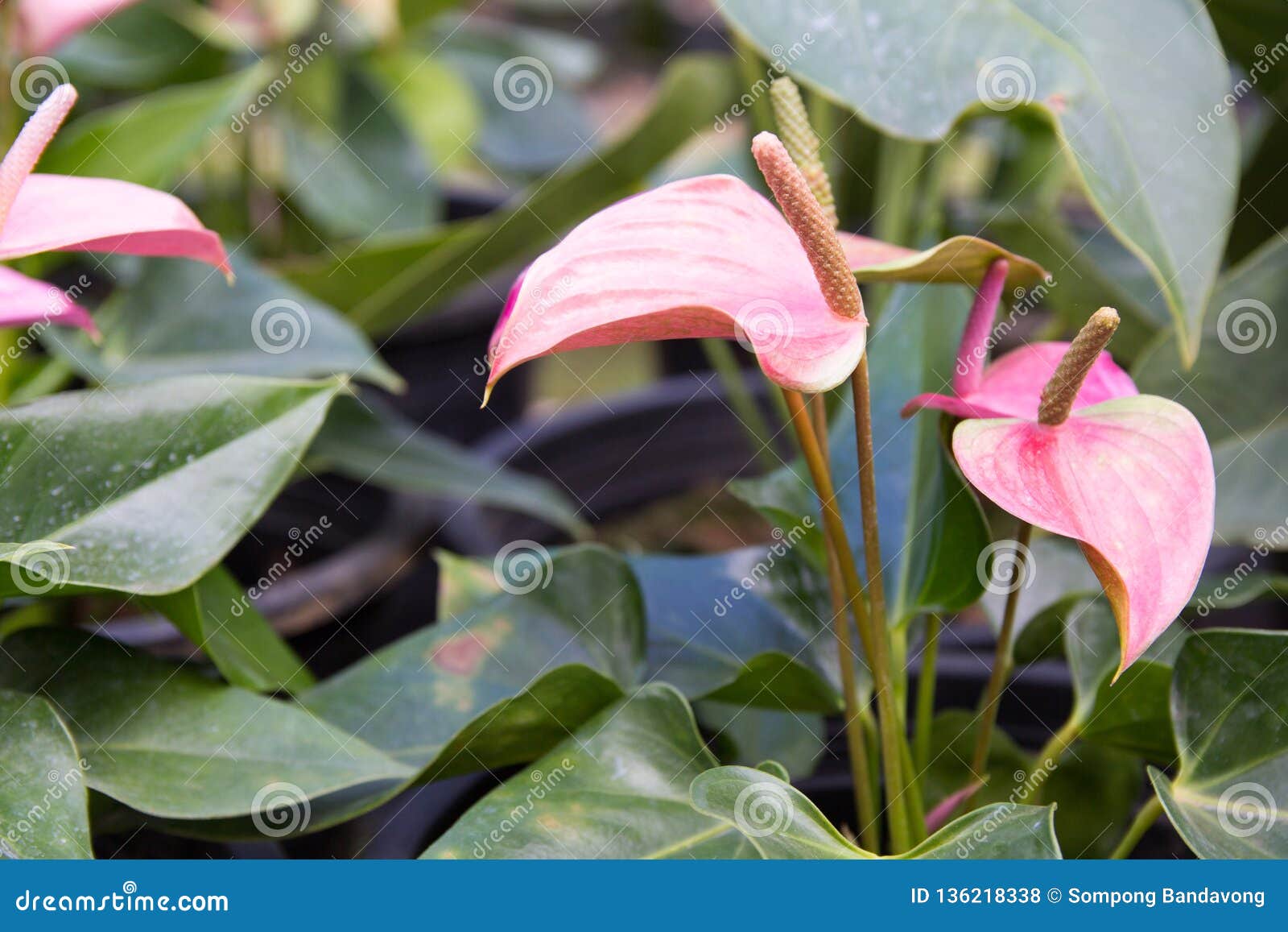 Pink anthurium stock photo. Image of blue, closeup, fresh - 136218338