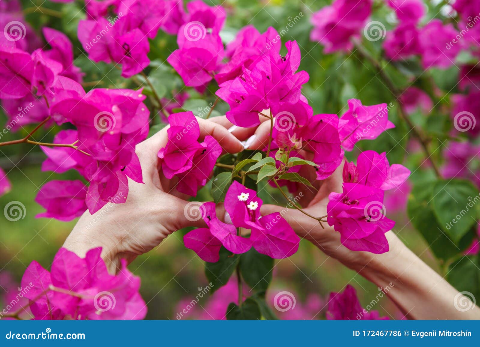 Pink Blossom Cluster, Beautiful Spring Flowers on the Tree Stock Photo ...