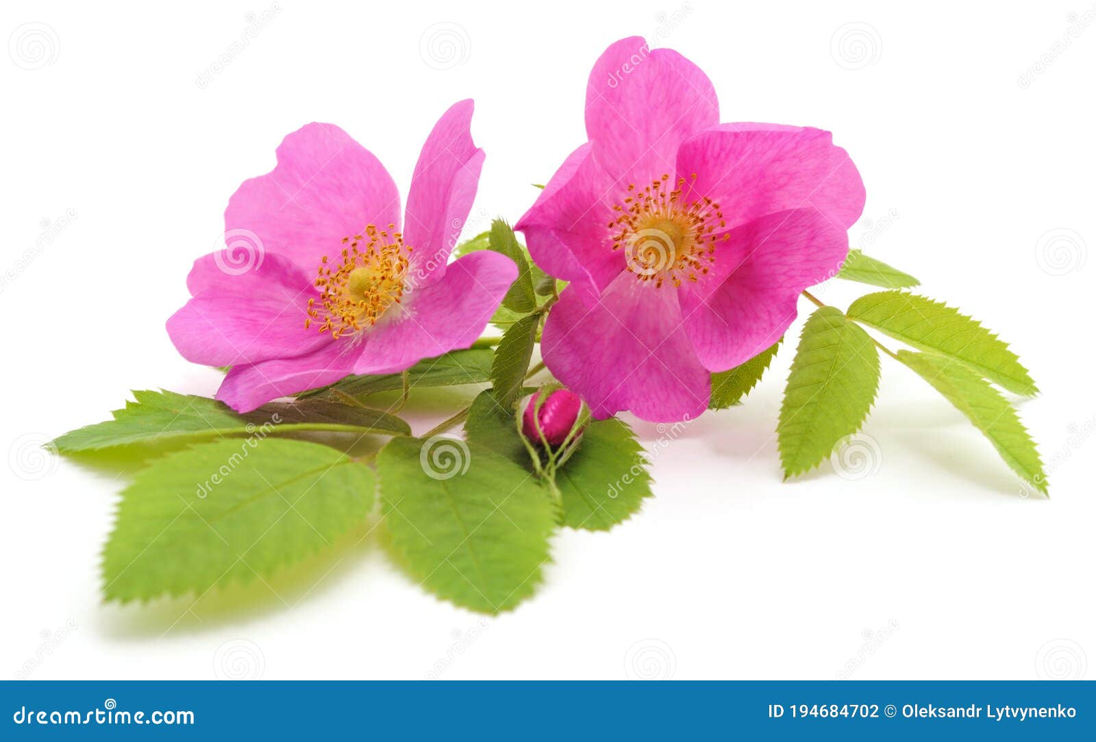 Pink blossom of hips stock photo. Image of blossom, gift - 194684702