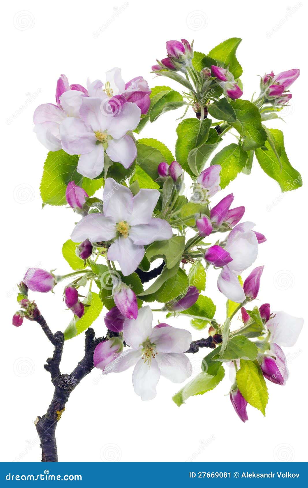 Pink blossom tree branch stock image. Image of yellow - 27669081