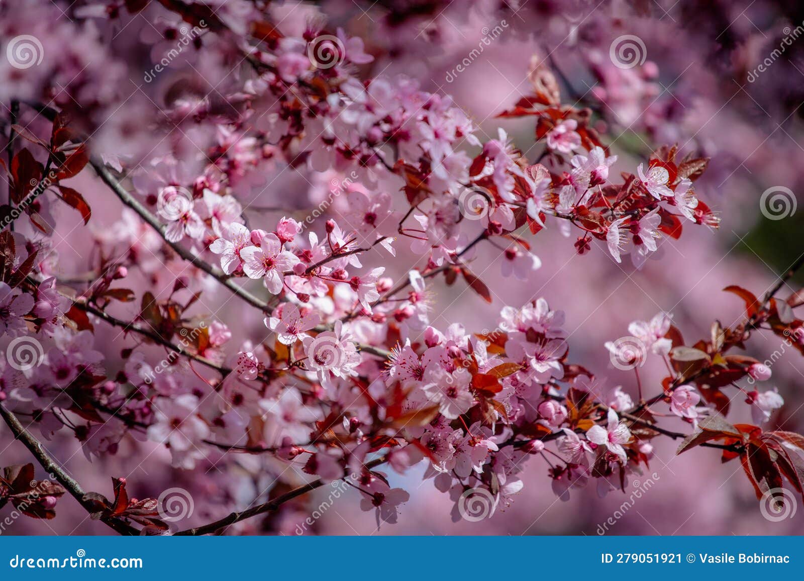 Pink Blossom Tree in the Spring Stock Image - Image of produce, flower ...