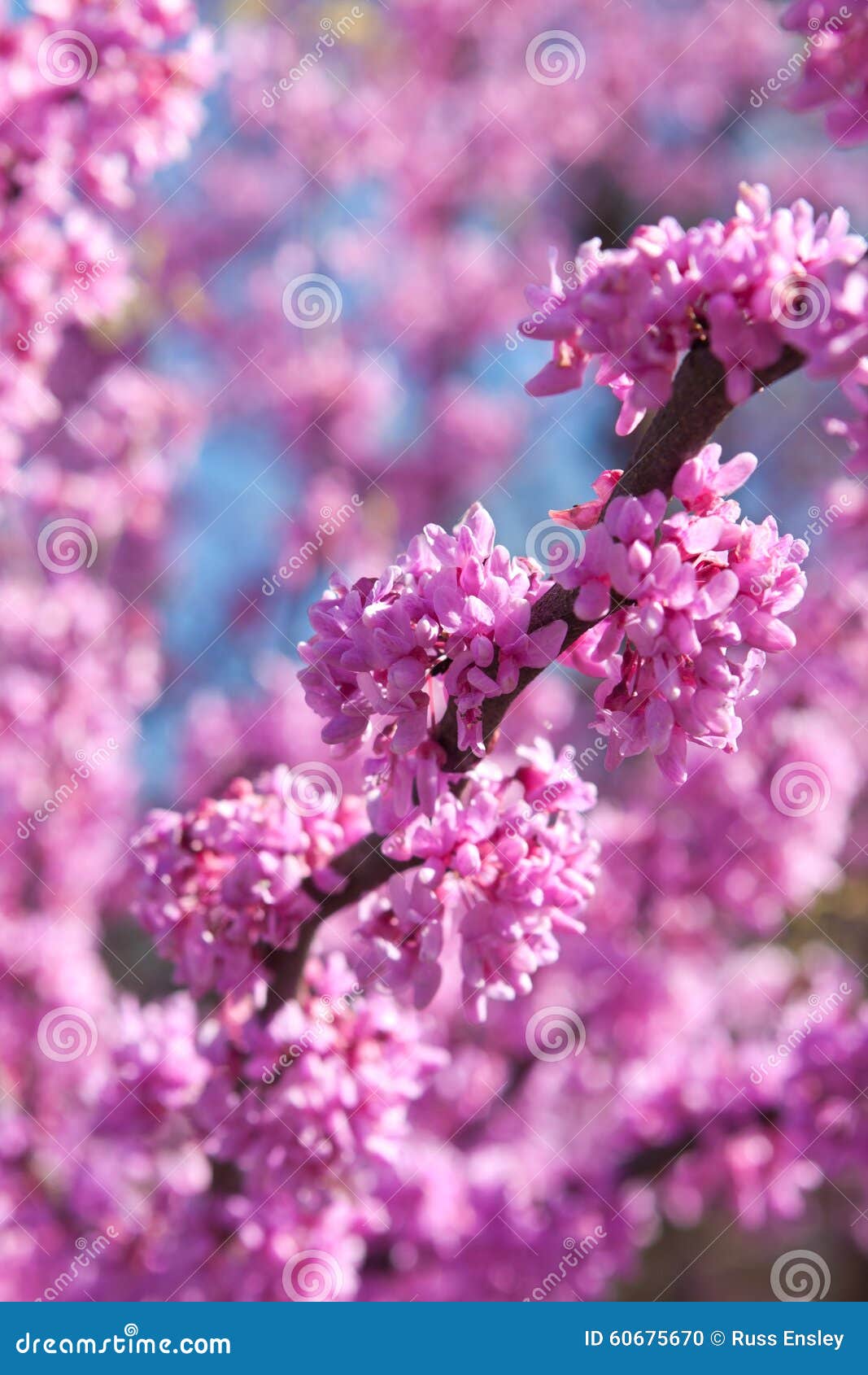 Eastern Redbud Tree Pink Flowers, Cercis Canadensis Royalty-Free Stock ...