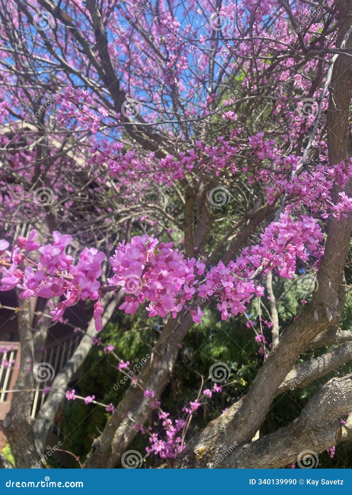 Pink Cherry Blossoms on Eastern Redbud Tree Stock Photo - Image of pink ...