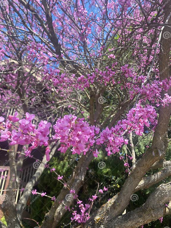 Pink Cherry Blossoms on Eastern Redbud Tree Stock Photo - Image of pink, tree: 340139990