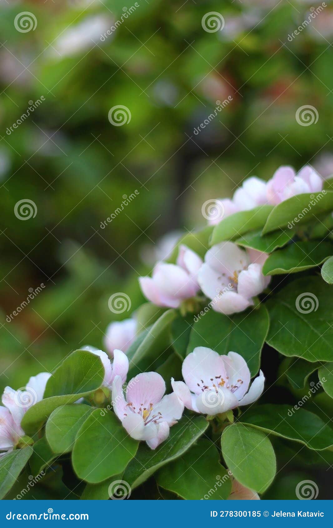 Quince Tree Blossoms stock image. Image of leaf, forest - 278300185