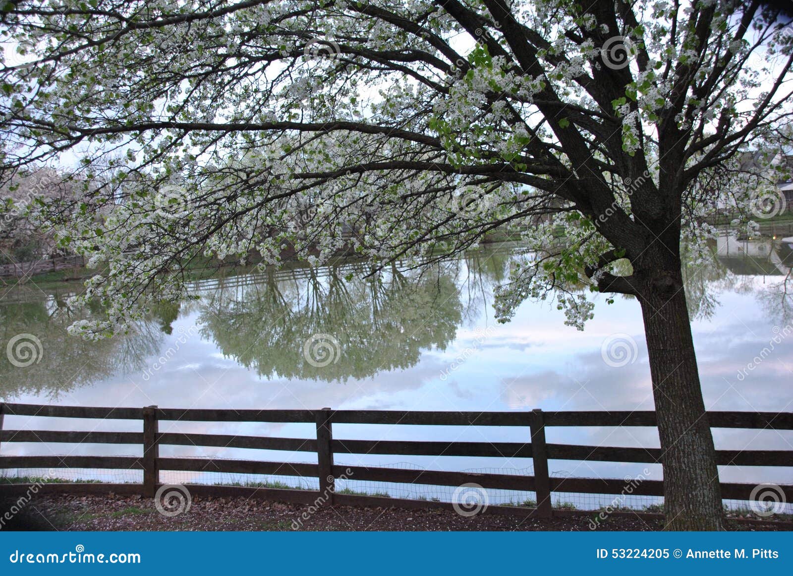 Pink Blossoms and Reflections in Water Stock Image - Image of bank ...