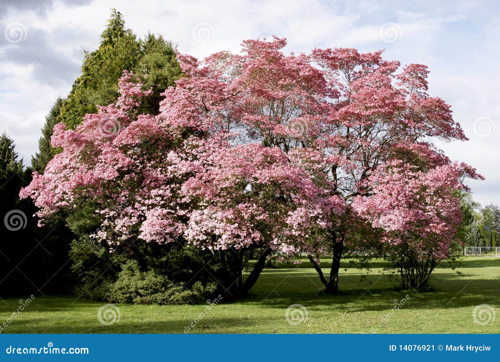 Pink Blossoms Tree Spring stock image. Image of outdoors - 14076921