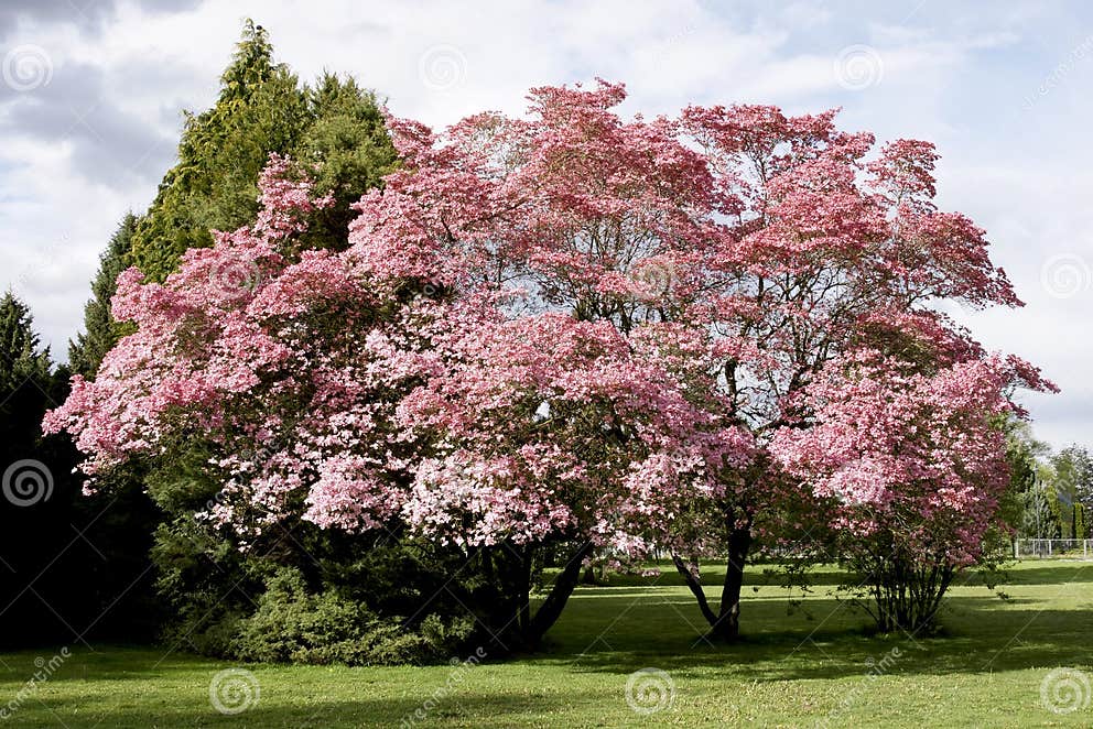 Pink Blossoms Tree Spring stock image. Image of outdoors - 14076921