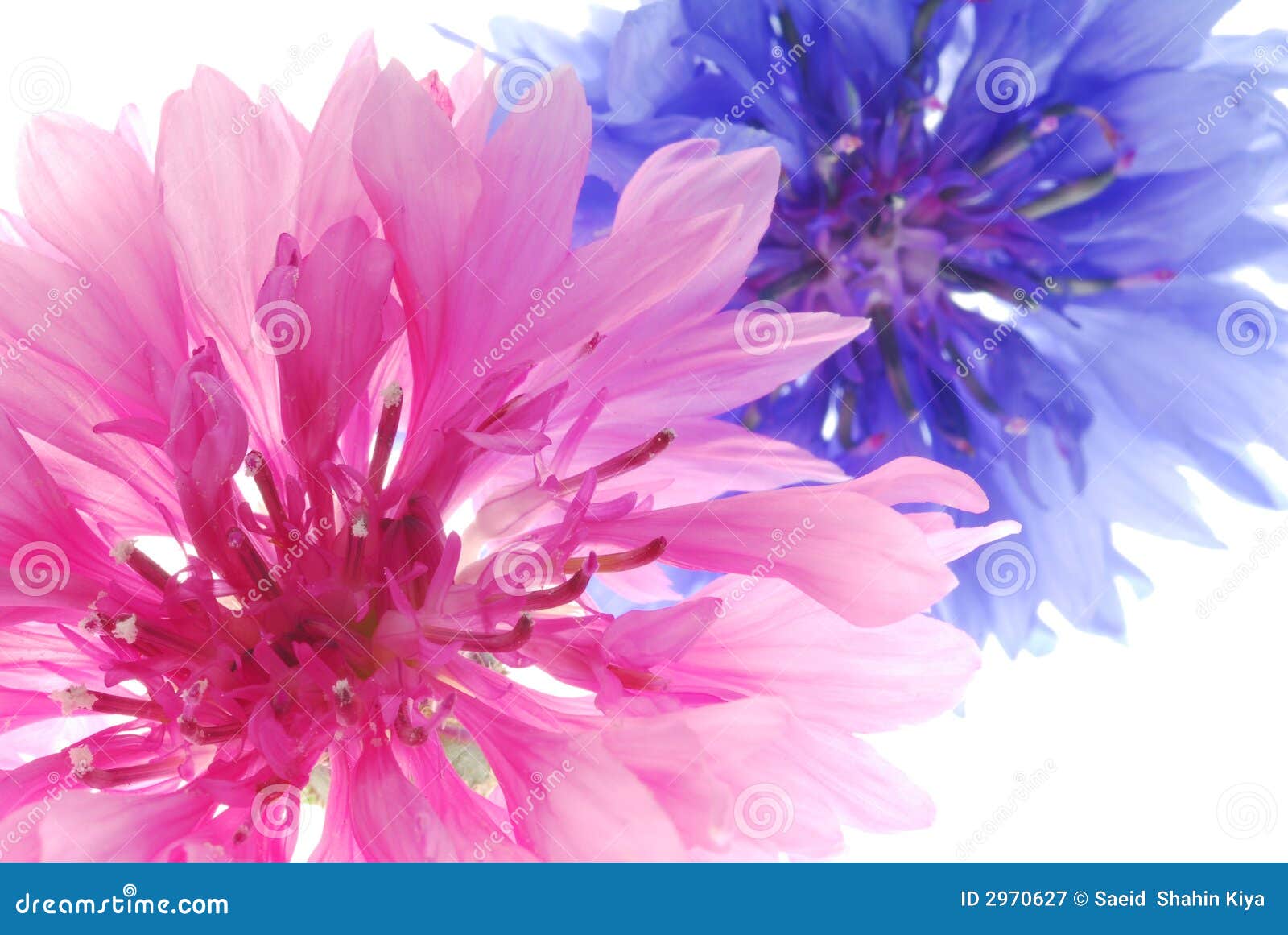 Pink and blue stock image. Image of dandy, blue, macro - 2970627