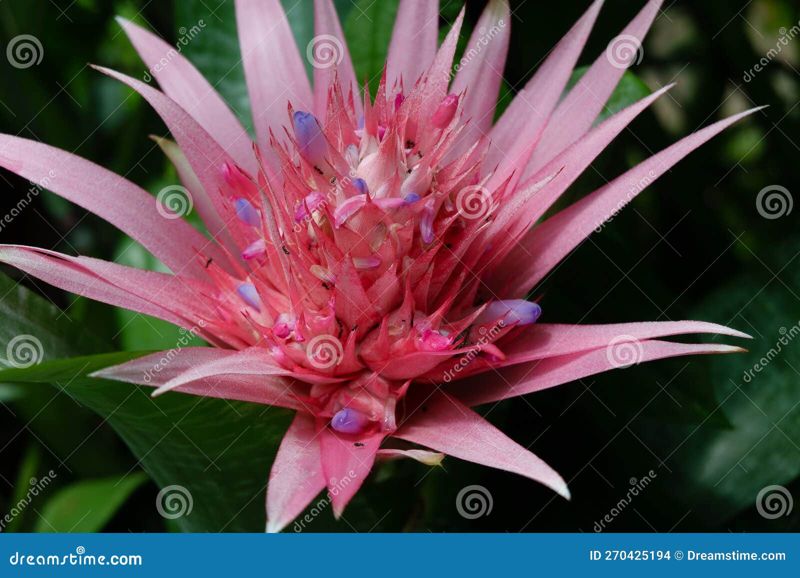 Tropical Bromeliad Plant With Red And Green Leaves, Hand-painted In ...