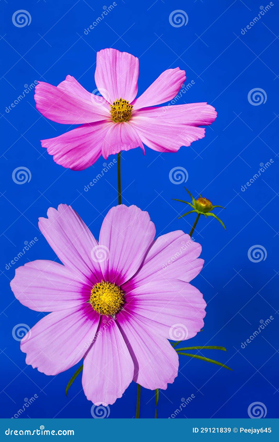Pink on Blue Cosmos stock image. Image of gardening, cosmos - 29121839
