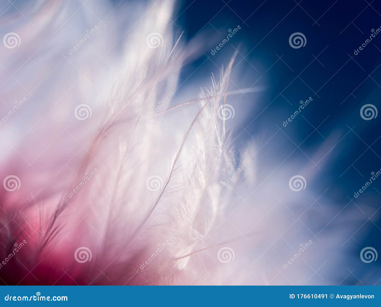 Pink and Blue Feathers Background Stock Image - Image of bird, close ...