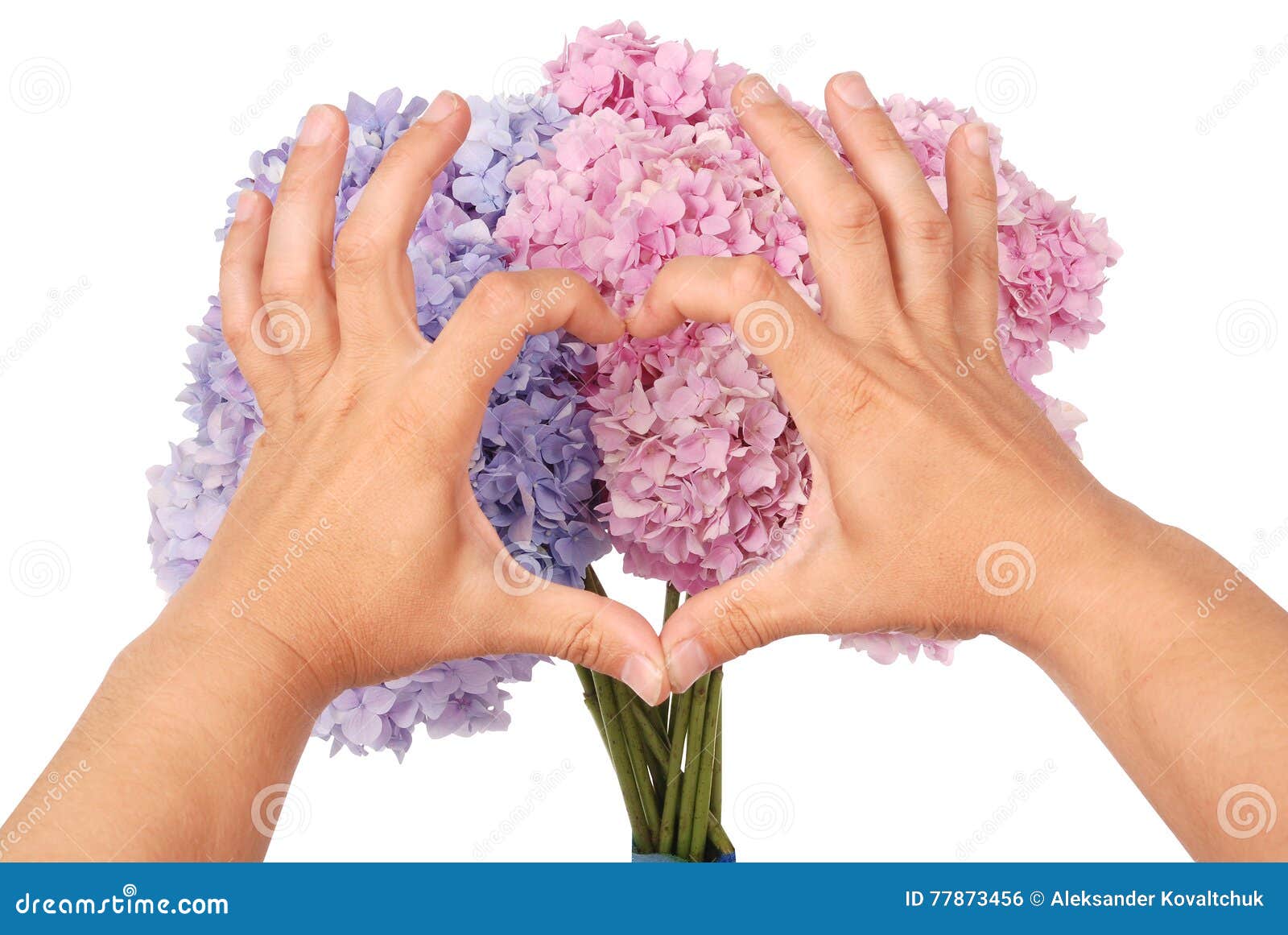 Pink and Blue Flower Hydrangea in Hands.Two Hands in Form of Hea Stock ...