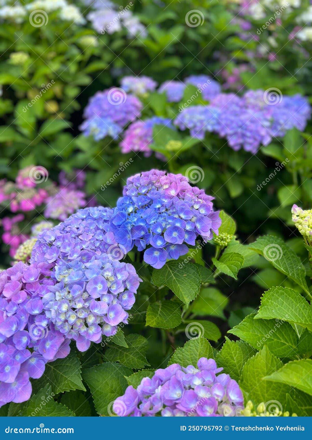 Pink and blue hydrangea stock photo. Image of season - 250795792