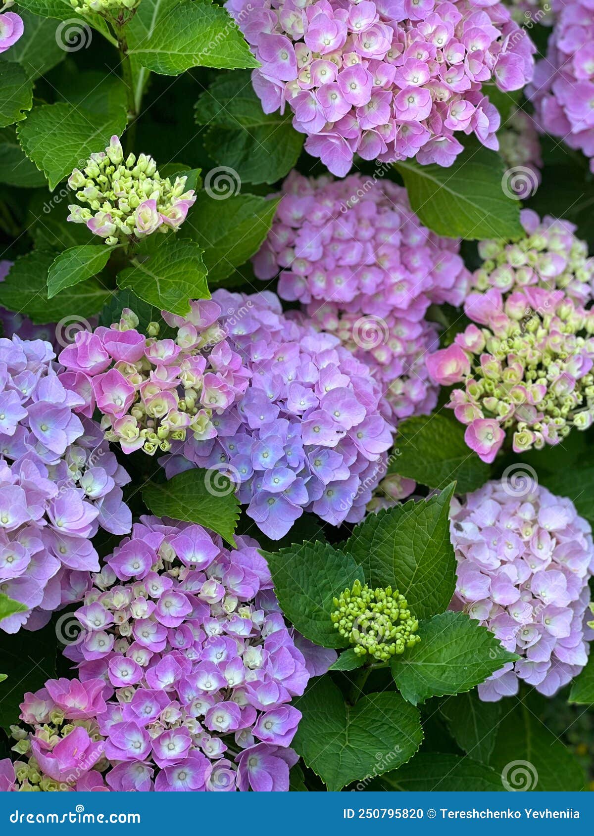 Pink and blue hydrangea stock photo. Image of colorful - 250795820