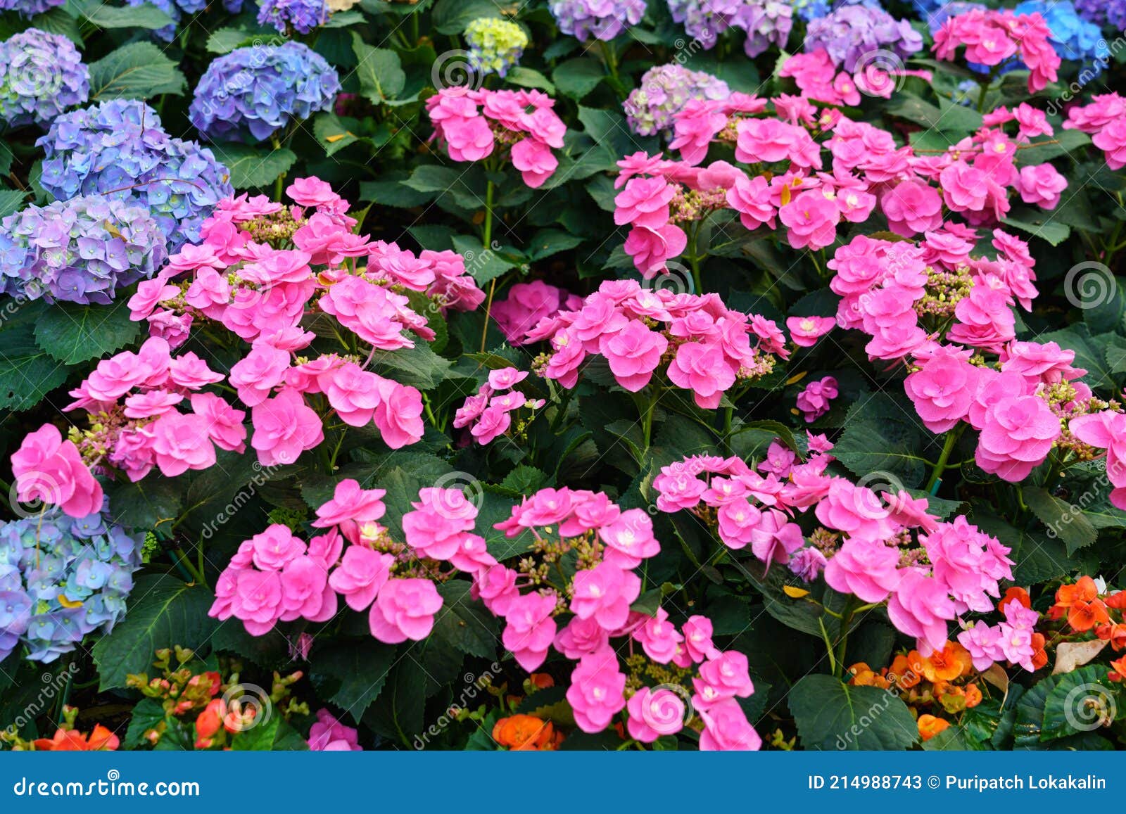 Pink and Blue Hydrangea Flower Bush Stock Image - Image of bush, nature ...