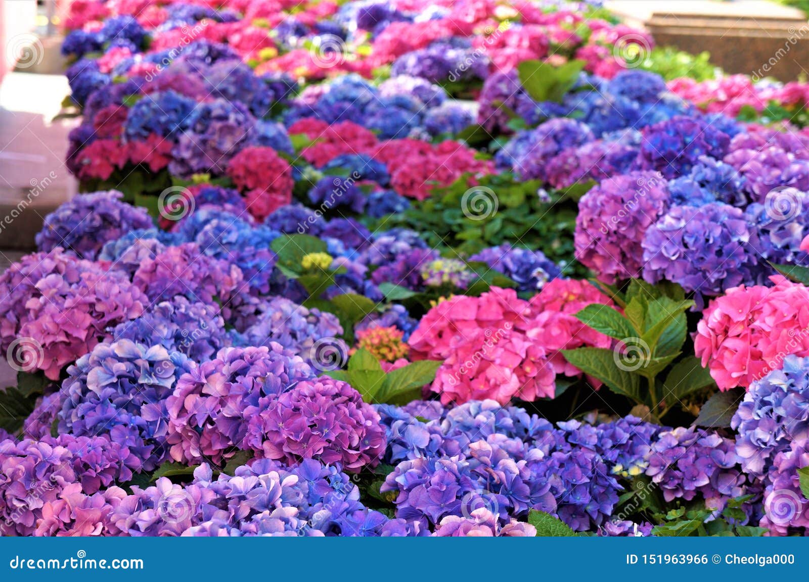 Pink and Blue Hydrangea Flowers, Purple. Stock Photo - Image of floral ...