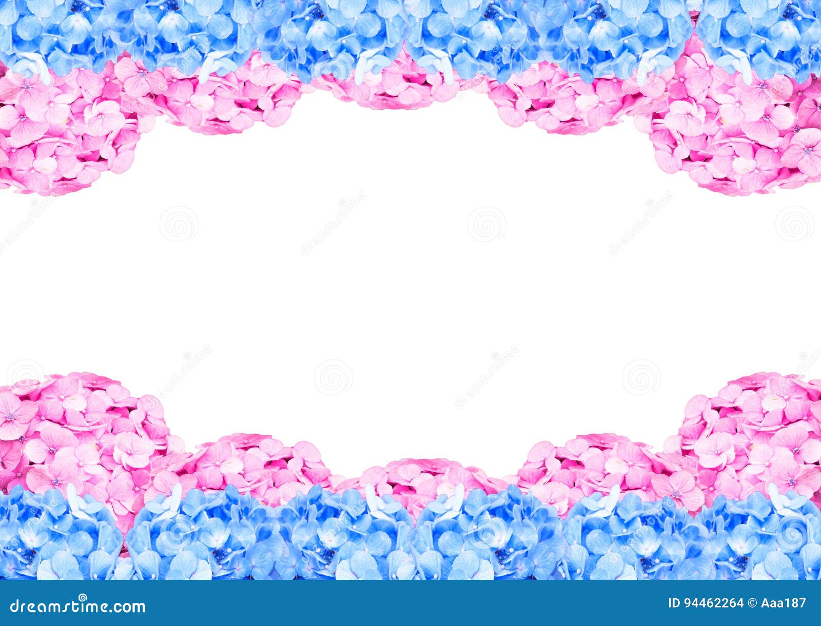 Pink and Blue Hydrangea Frame Stock Photo - Image of background, garden ...