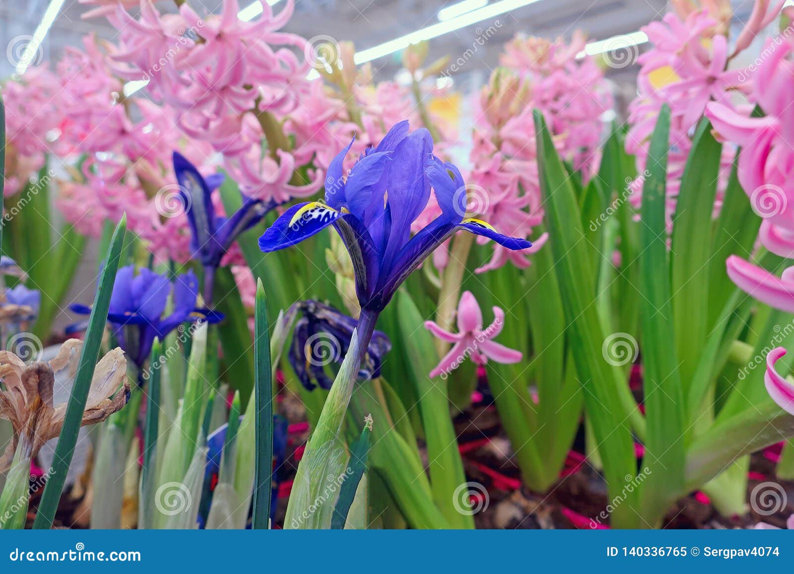 Pink and Blue Spring Flowers Stock Image - Image of beauty, decorative ...