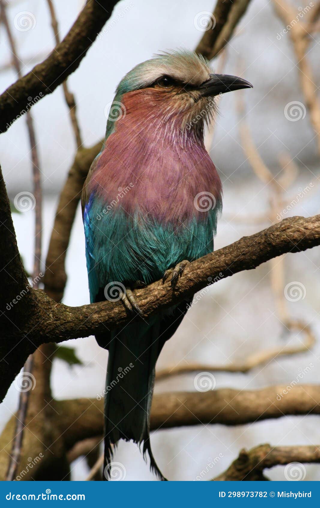 A Pink and Blue Tropical Bird Stock Photo - Image of bird, green: 298973782