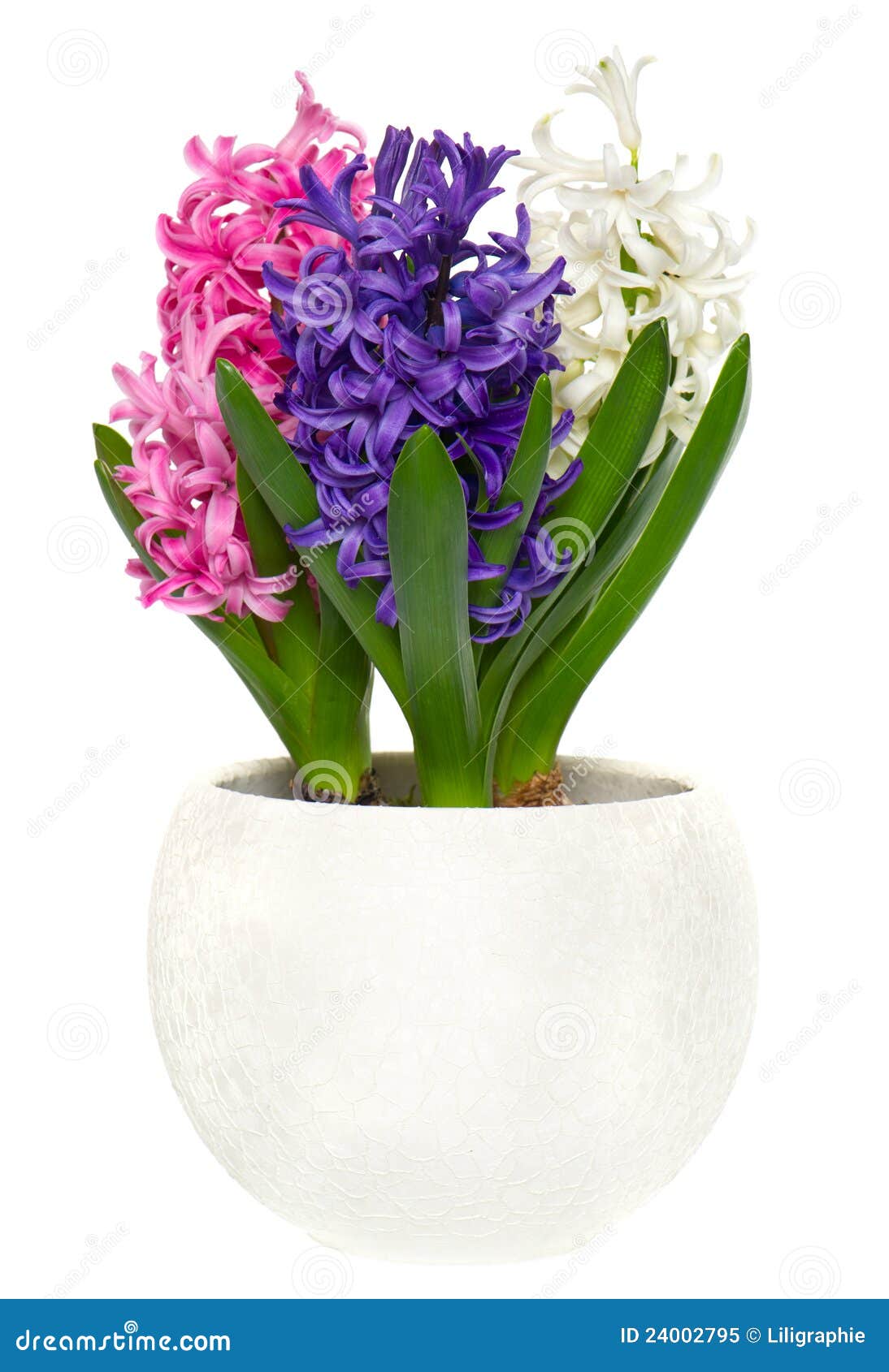 Hyacinth In Pot