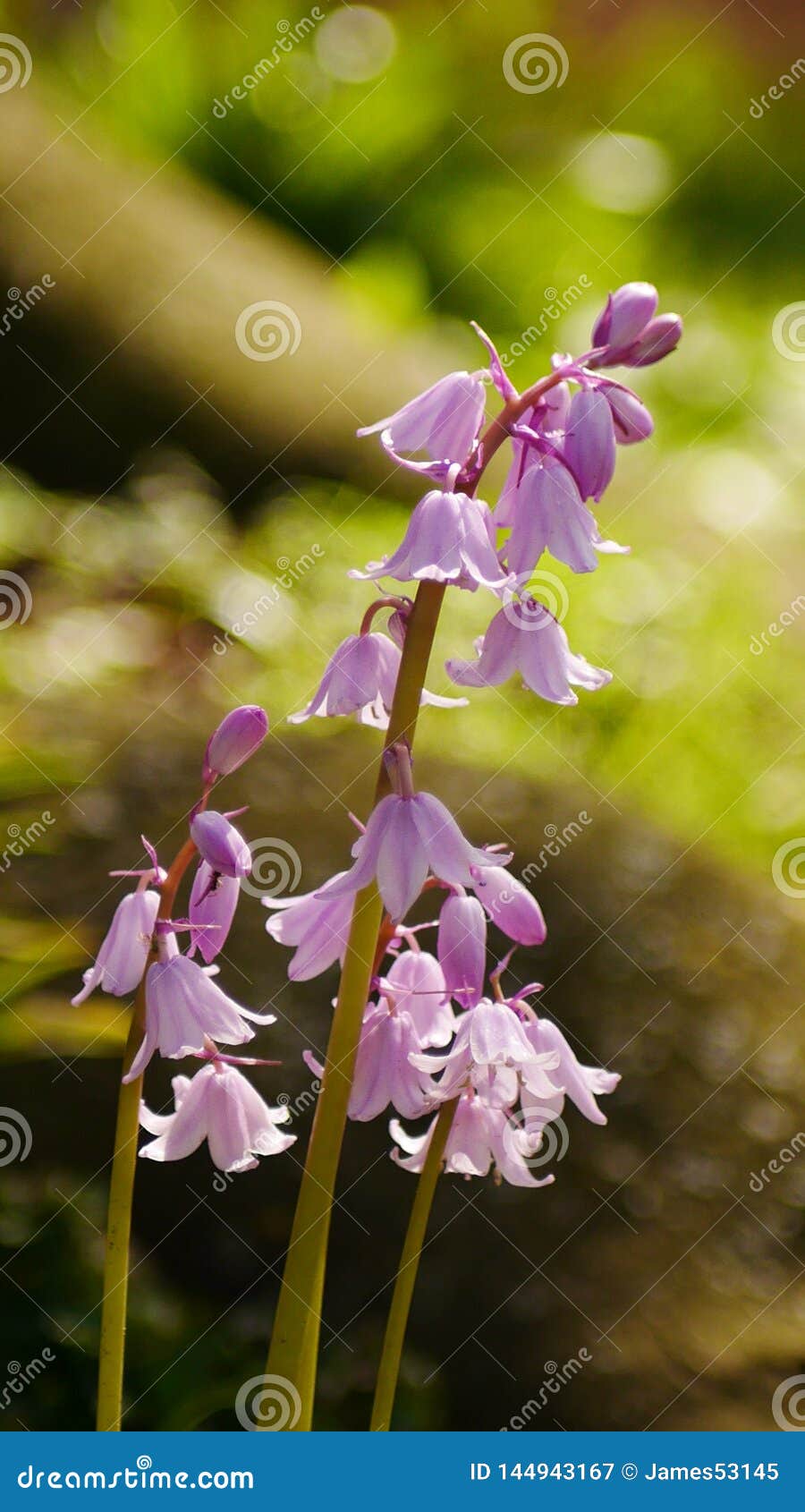 Pink Bluebell Flower Closeup Stock Image - Image of pink, spring: 144943167