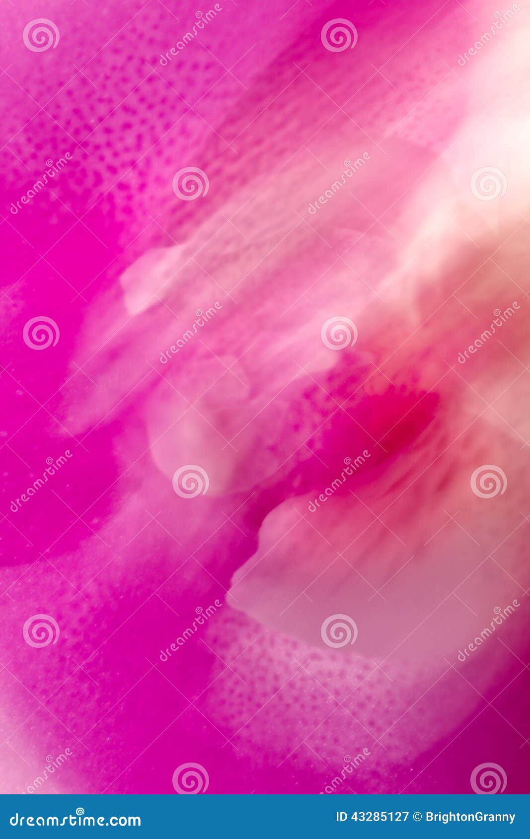 Pink blurred background stock image. Image of orchid - 43285127